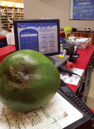 Kula avocado looks heavier than latest world record-holder | News ...